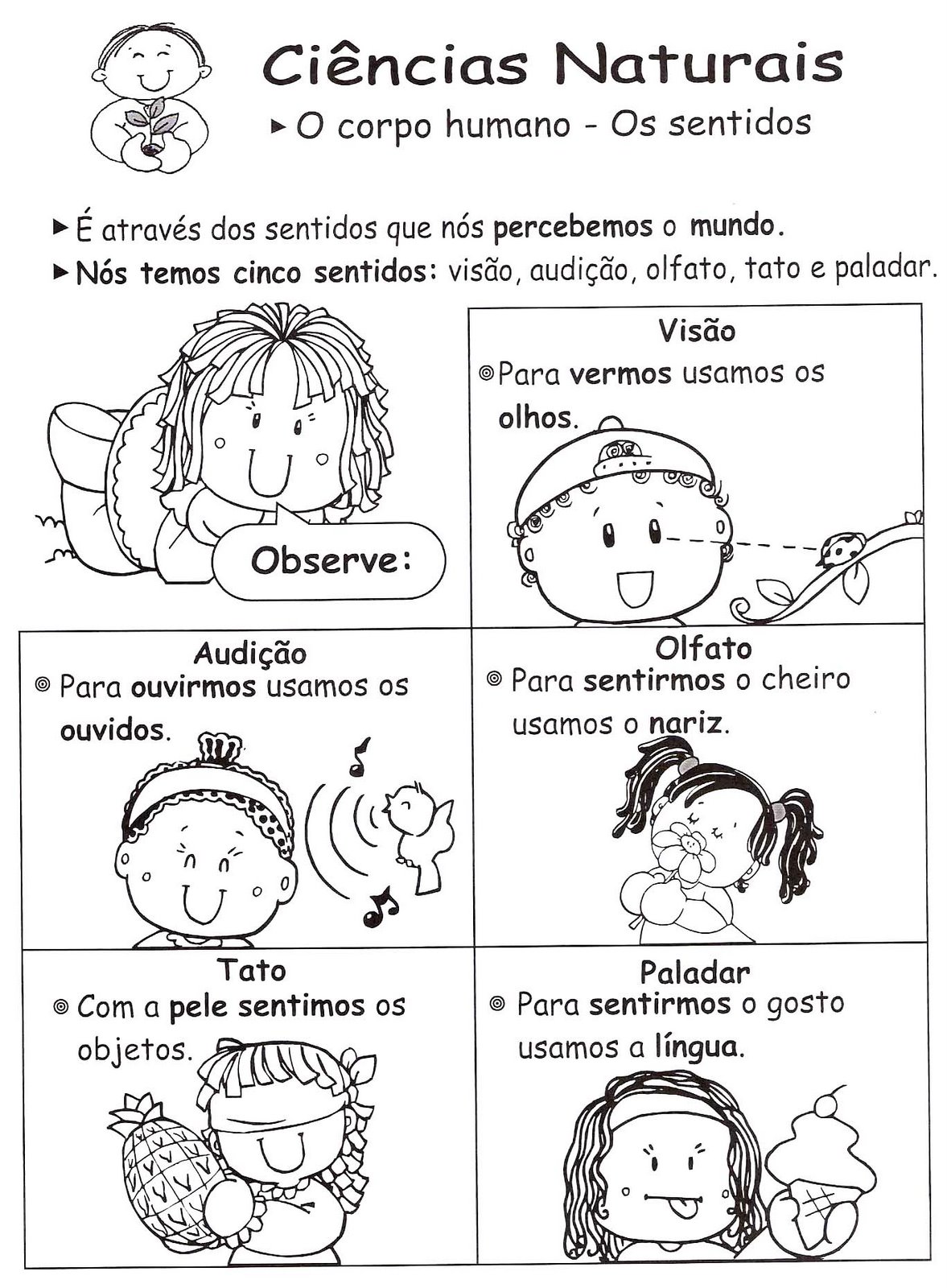 Os órgãos dos sentidos